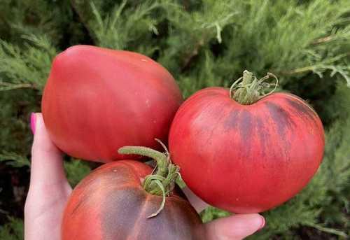 Семена томатов с антоцианом (набор)
