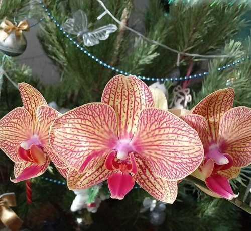 Орхидея фаленопсис - KV Beauty