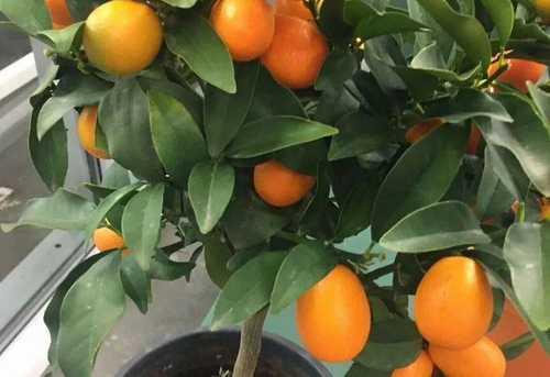 Апельсин саженцы