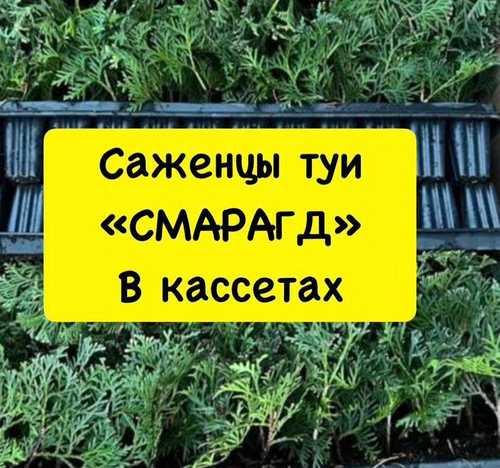 Саженцы туи Смарагд оптом