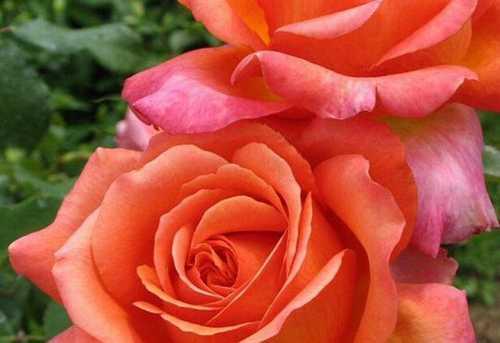 Саженцы красивых роз "кристофоро коломбо" оптом