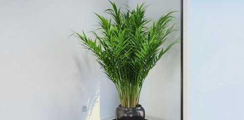 Растение пальма хризалидокарпус