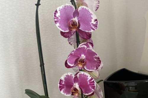 Орхидея Сакрифайс (Капучино) Sacrifice