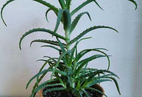 Алоэ древовидное (Aloe arborescens). Столетник