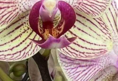 Орхидея Spring
