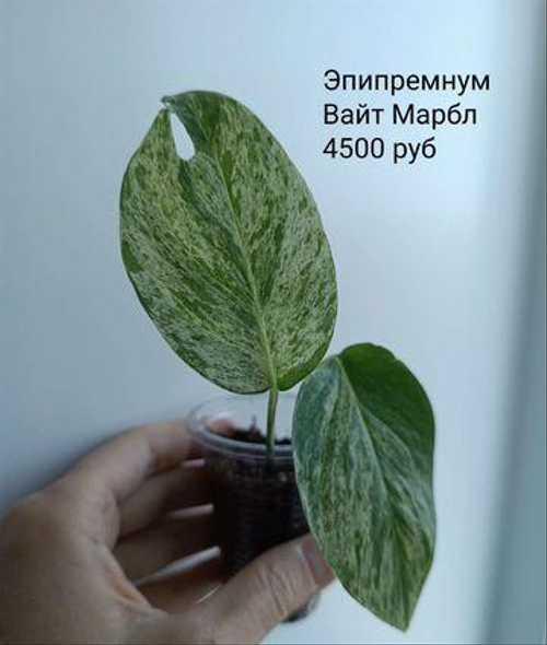 Эпипремнум Вайт Марбл