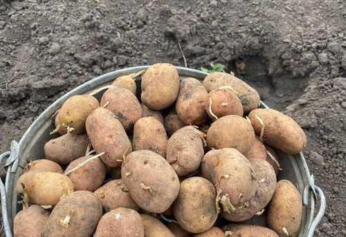 Семенной картофель/Картофель для посадки/Картофель