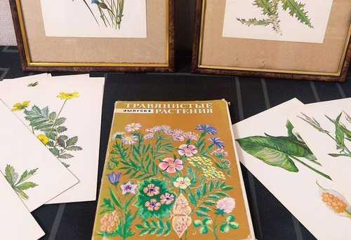 Набор ботанических открыток СССР