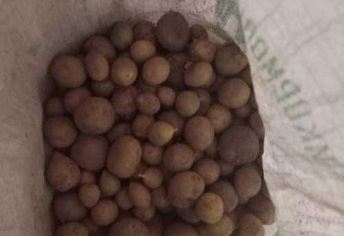 Семена картофеля сорта Гала