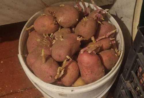 Посадочный картофель
