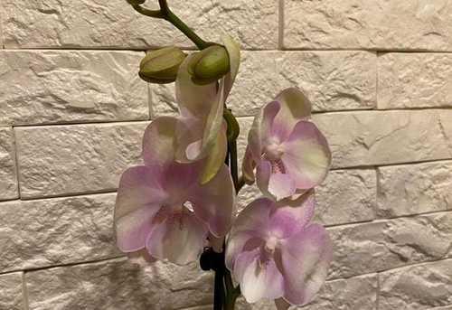 Орхидея фаленопсисы нежно - розовые