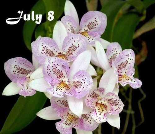 Орхидея Caulocattleya Chantilly Lace 'Twinkle'