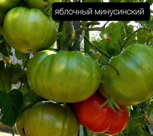 Семена минусинских томатов. Минусинский яблочный