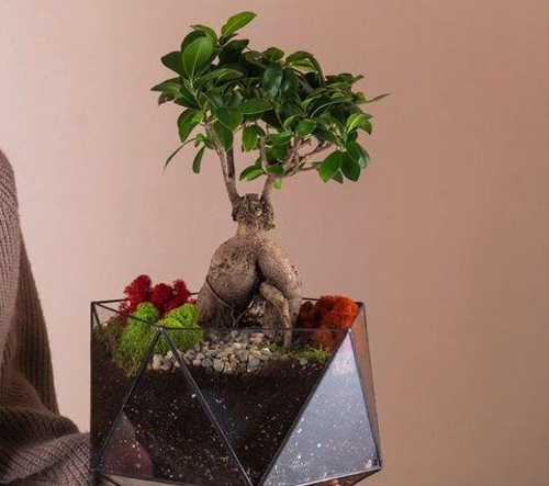 Флорариум с деревом бонсай фикус