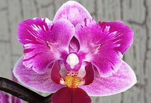 Орхидея Phal. Miki Pink Fox (variegata & peloric)