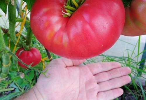 Семена помидоров розовый крупный