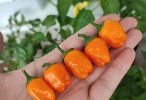 Семена острого перца Habanero Orange Devil