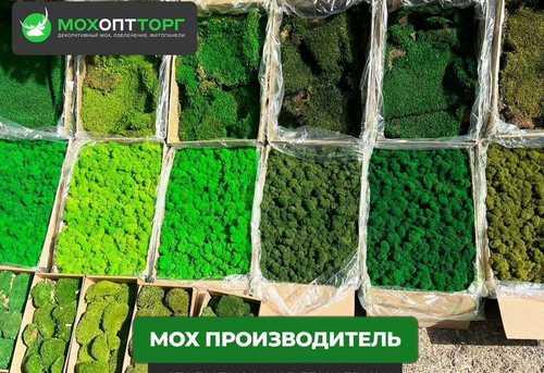 Стабилизированный мох