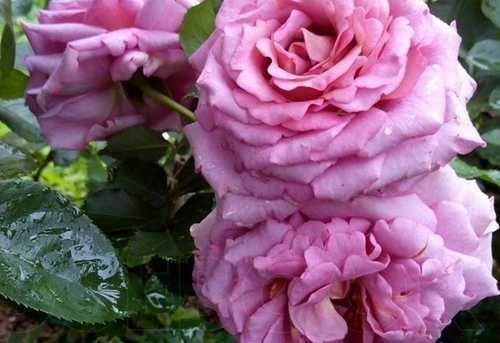 Роза шраб ароматная Маминтален