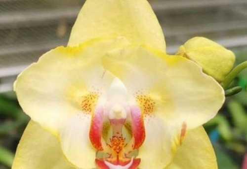 Орхидея Profar 5053 бабочка