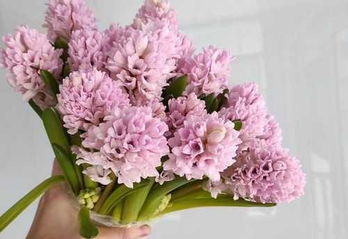 Живые цветы букеты гиацинты,букет цветов,доставка