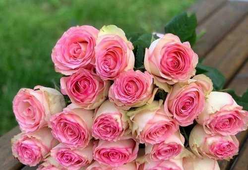 Букет из 25 роз Premium Эквадор более 50-60 см