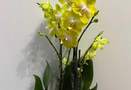 Орхидея фаленопсис на подарок