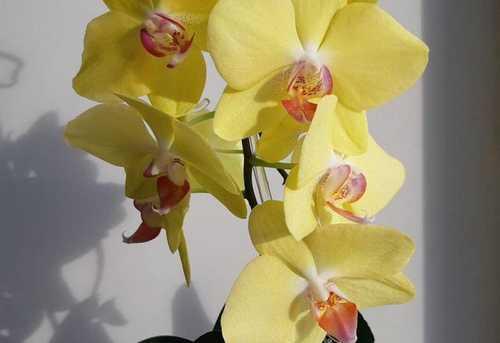 Орхидея фаленопсис Marit