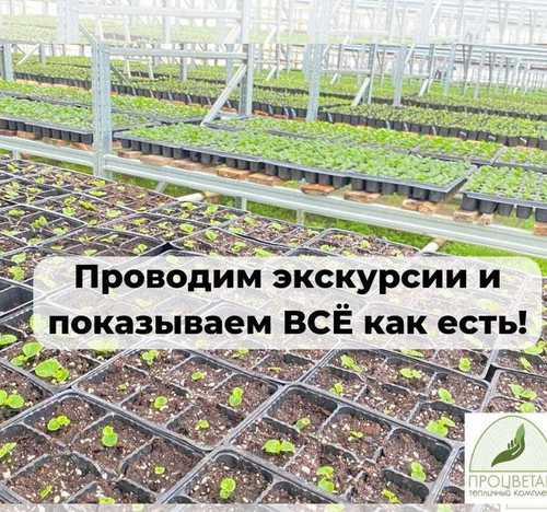 Продажа тюльпанов крупным оптом