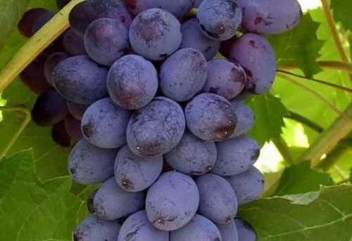 Виноград средний саженцы