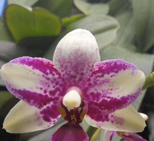 Орхидея фаленопсис Summer Love
