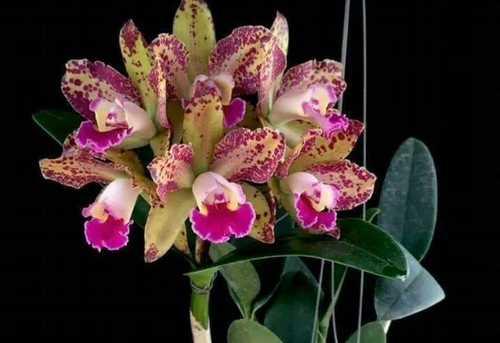 Орхидеи каттлеи (адапты, детки)