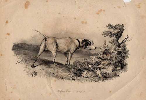 Гравюры. Собаки. Охота. 19 век