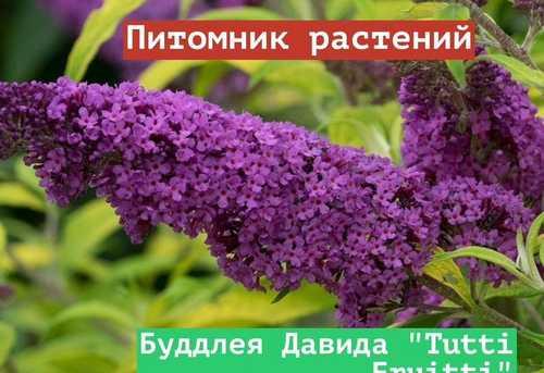 Саженцы Буддлея Давида Tutti Fruitti