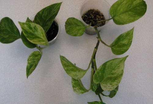 Комнатные растения-эпипремнум,плющ,сансевиерия