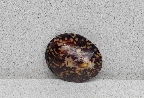 Целлана Тестудинария 5,50 морская ракушка