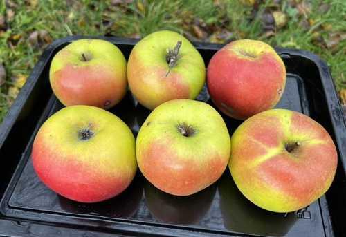 Яблоки домашние сорт «Мартовское»