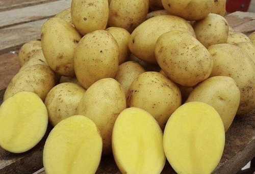 Семенной картофель Гала