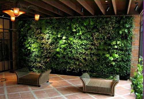 Преображение дома: стены из растений. Арт: 215235