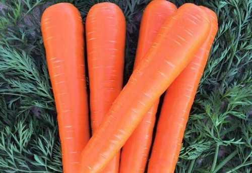 Вак-70 F1 семена моркови шантане курода Вильморин