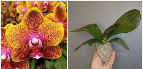 Орхидея фаленопсис Азия подростки не цветут
