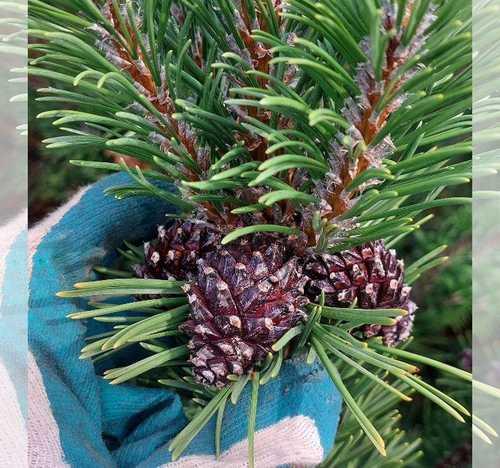 Семена Pinus uncinata