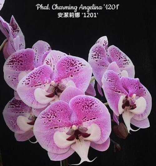 Орхидея Phal. Charming Angelina '1201'