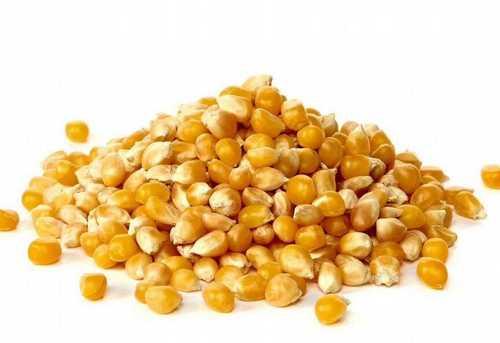 Семена гибридов кукурузы и подсолнечника