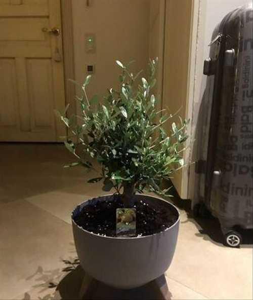 Олива, оливковое дерево, в наличии