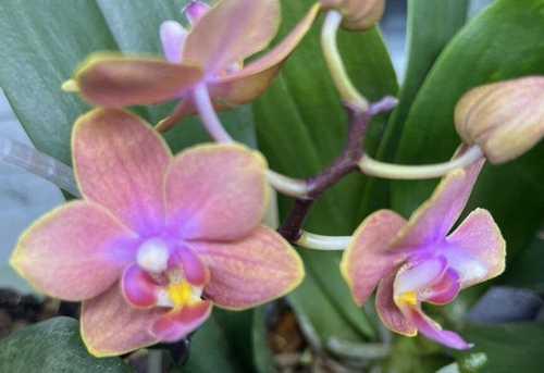 Орхидея парфюмерная фабрика Dusty Belle