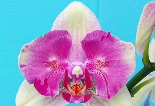 Орхидея фаленопсис PF 5004