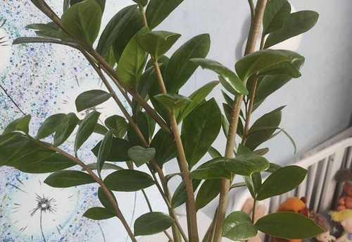 Замиокулькас, долларовое дерево 60 см