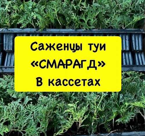 Саженцы туи Смарагд опт