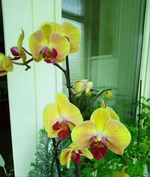 Орхидея фаленопсис Нолина Кливия
